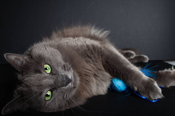 Durable Cat Toys That Last - Find Out Which Ones Made Our Ultimate Lis ...