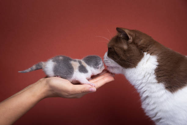 How to Introduce a New Cat to Your Furry Family Member – Abound Pet ...