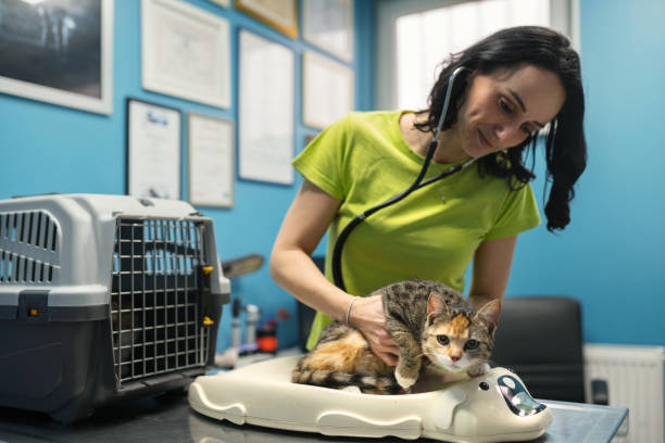 From Fluff to Fit: How to Keep Your Cat Healthy – Abound Pet Supplies